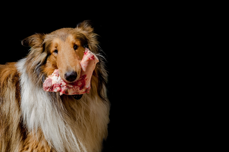 BARFen für Hunde: Wissenswertes zur Rohfütterung | collie-fans.de